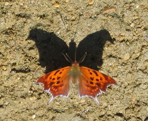 Bygone Butterflies – Little Seeds Read