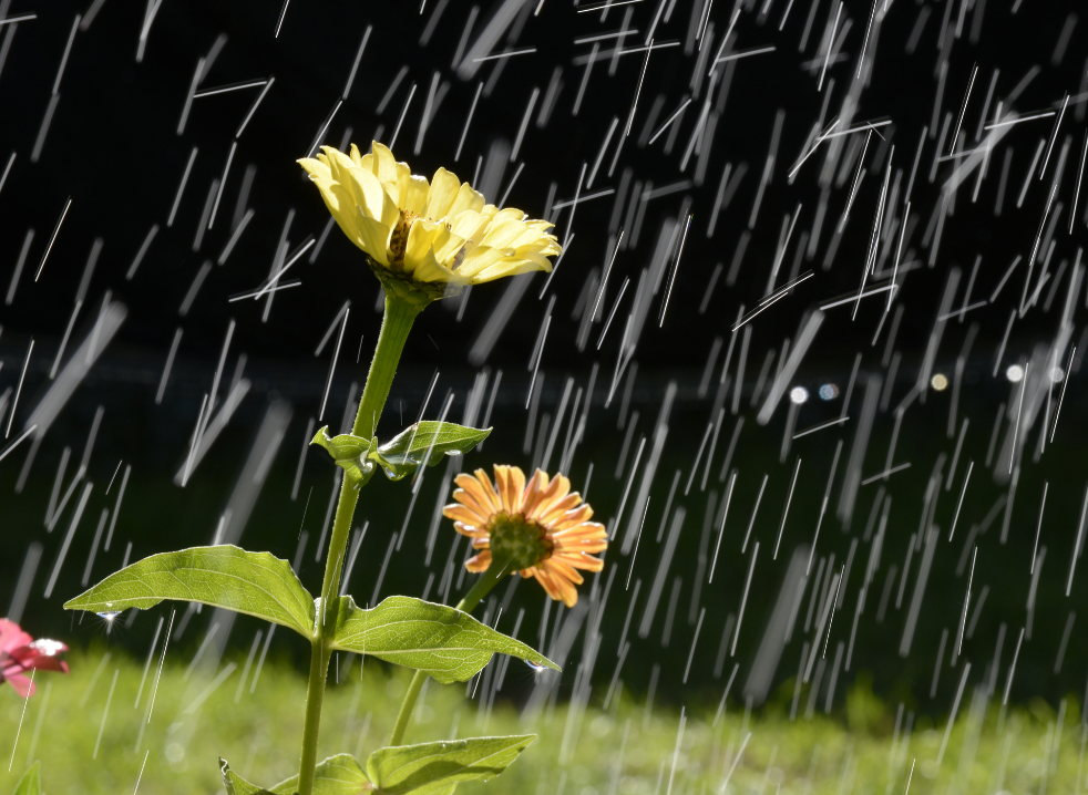 Spring in Full Swing – Little Seeds Read